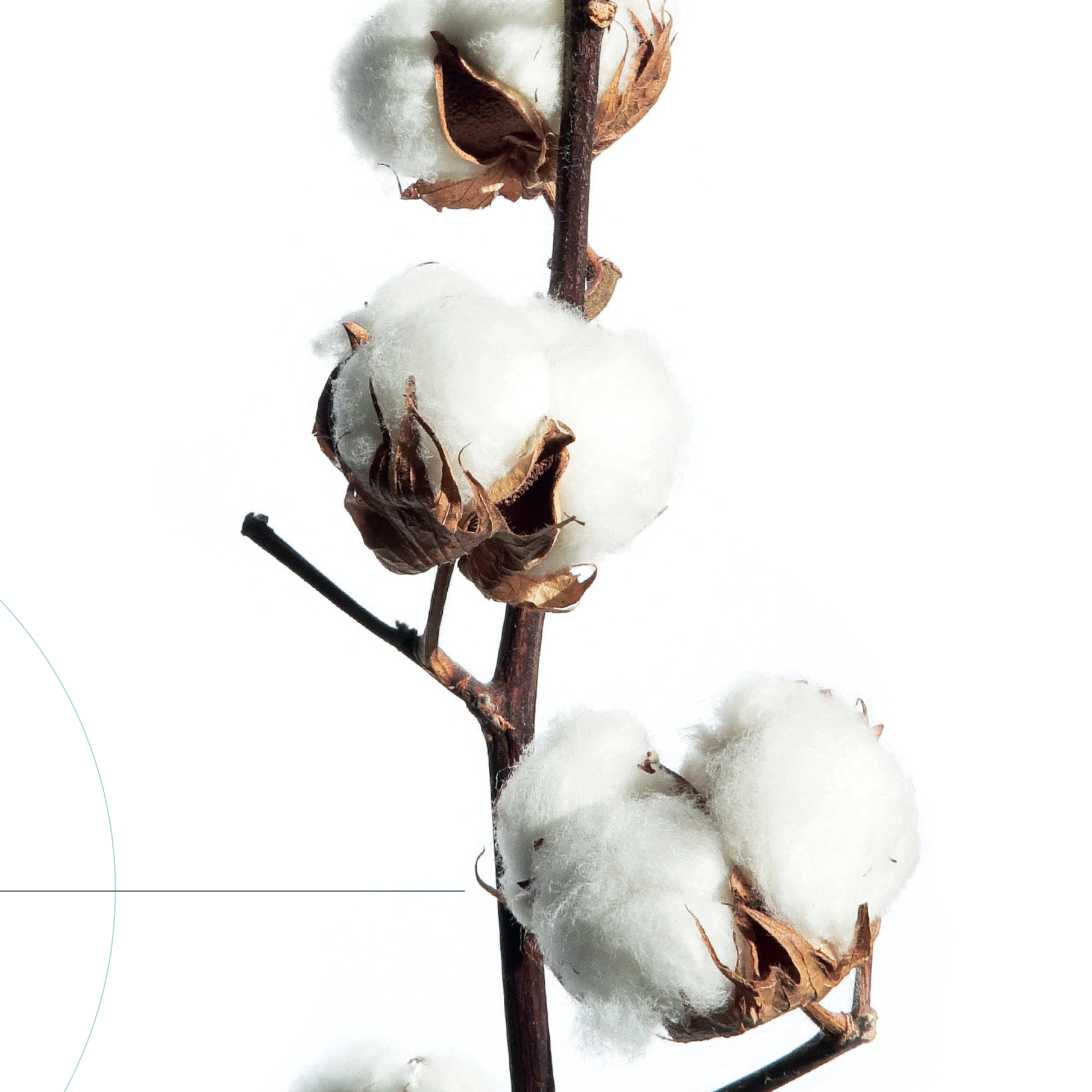 What's this talk about organic cotton? – My Needs Are Simple